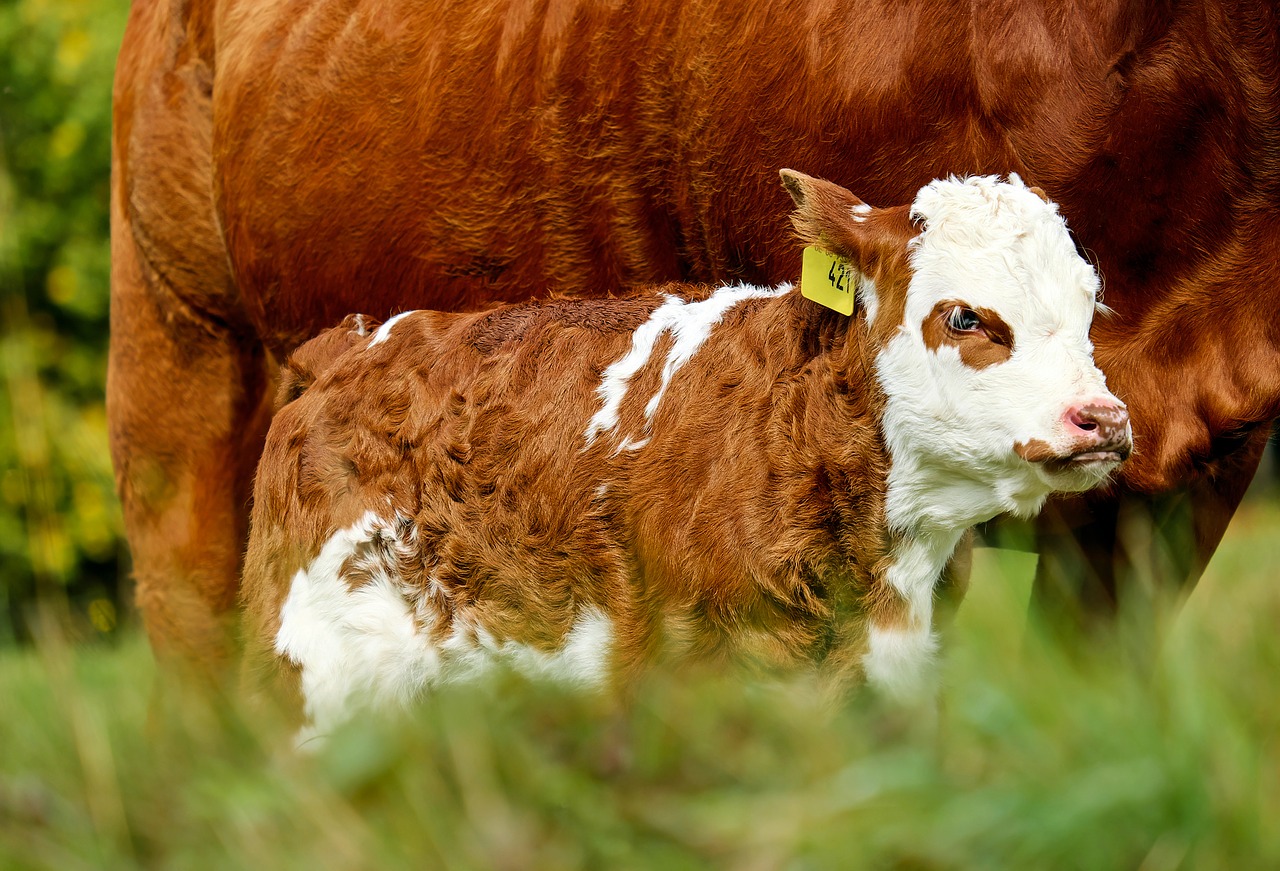 Dream Meaning Of Calf Dream Interpretations Dictionary dream-meaning-of-calf-dream-interpretations-dictionary